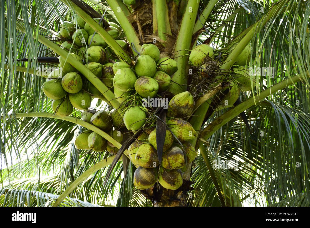 Cocunut tree hi-res stock photography and images - Alamy