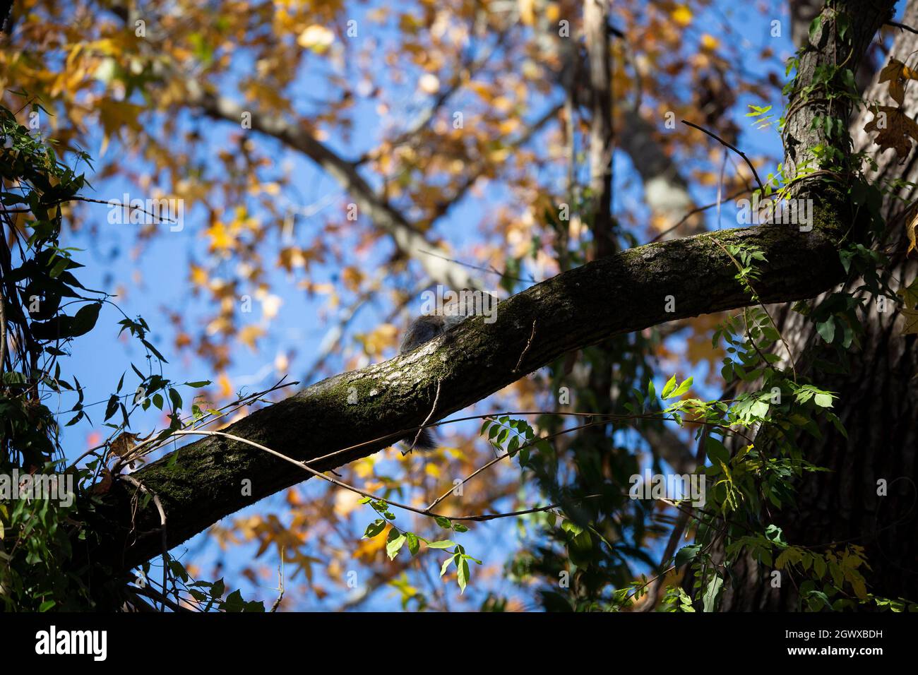 Eastern gray squirrel (Sciurus carolinensis) crawling along a tree limb ...