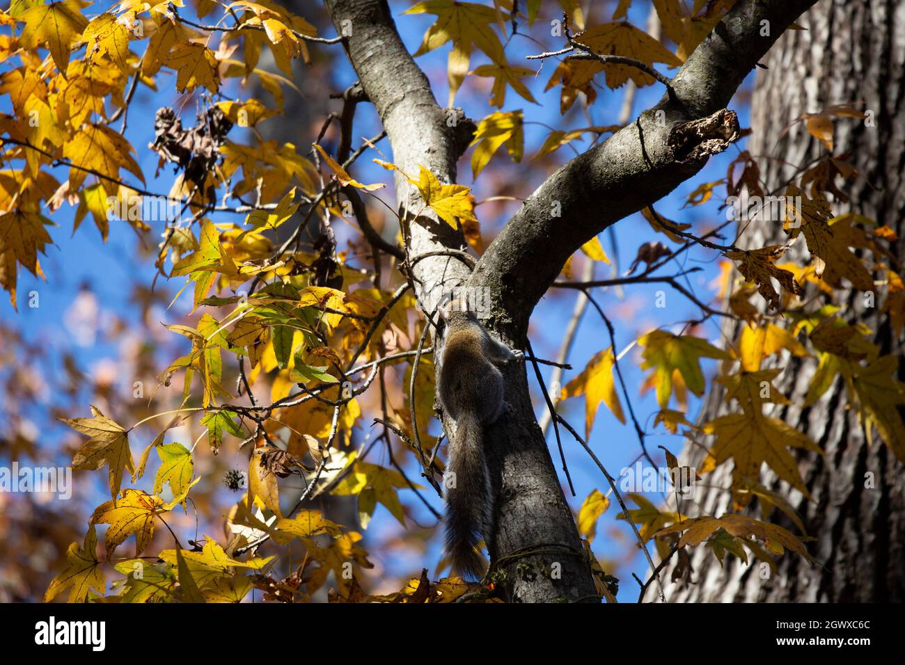 Cute eastern gray squirrel (Sciurus carolinensis) climbing up a tree ...