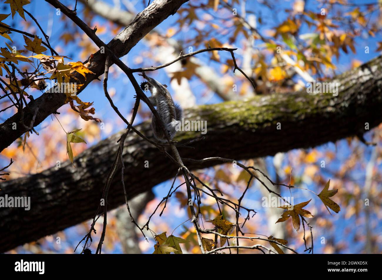 Eastern gray squirrel (Sciurus carolinensis) climbing up a tree twig ...