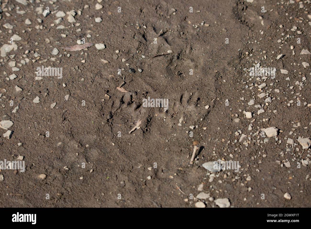 Striped skunk (Mephitis mephitis) tracks on a muddy pathway Stock Photo ...