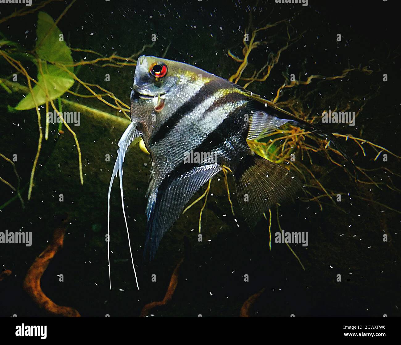 Zebra angelfish hi-res stock photography and images - Alamy