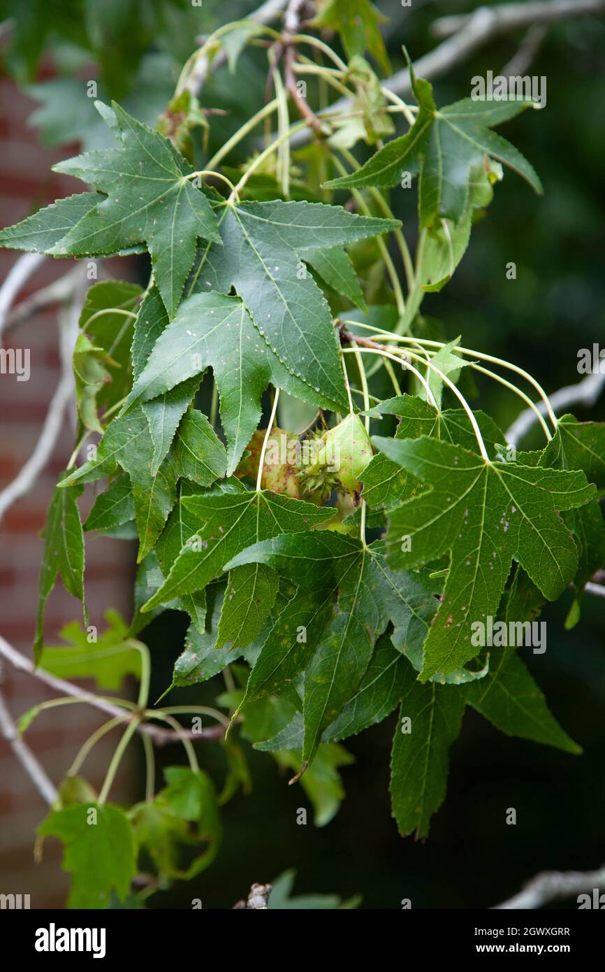 Green sweet gum tree (Liquidambar) burr and leaves Stock Photo - Alamy