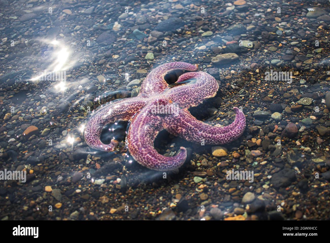 Snake starfish hi-res stock photography and images - Alamy