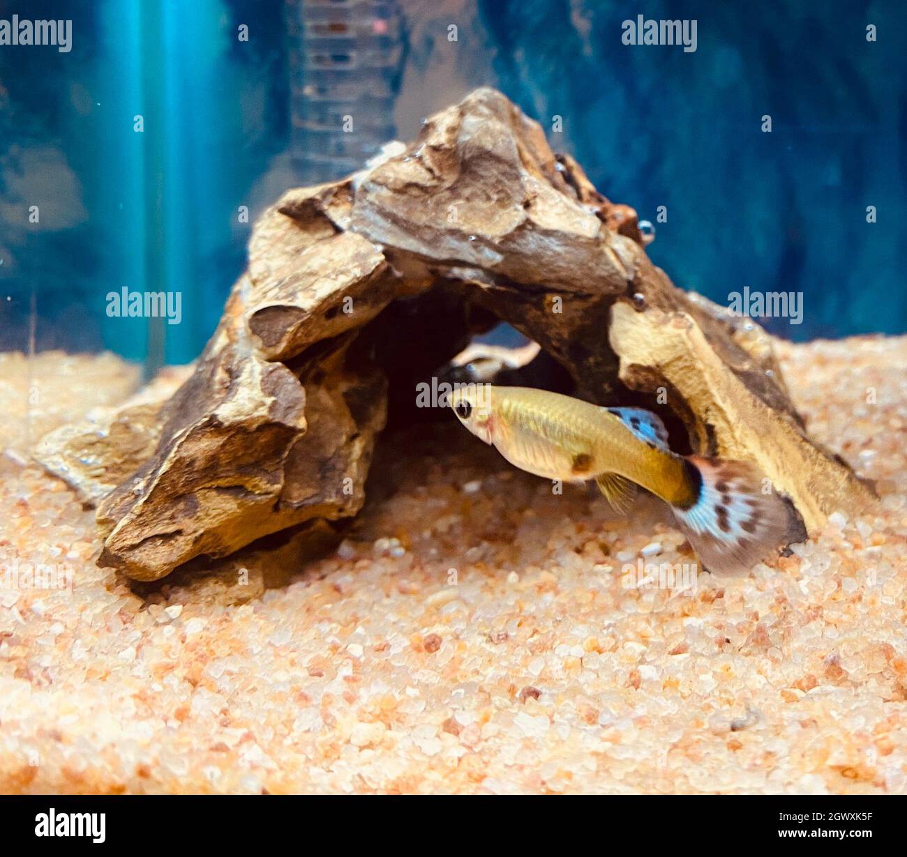 Guppy in aquarium hi-res stock photography and images - Alamy