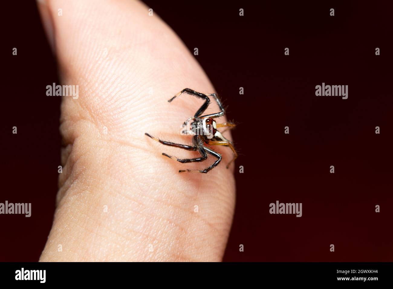 Halloween spider ring hi-res stock photography and images - Alamy