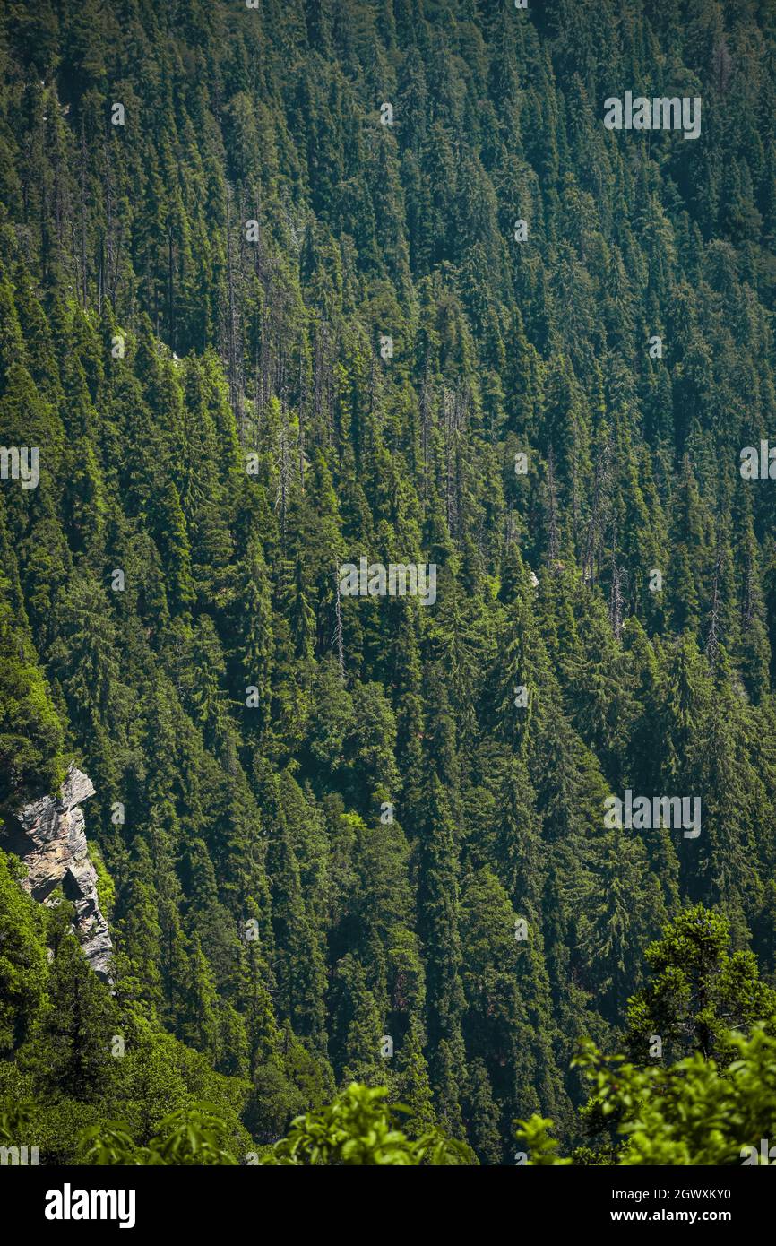 Kufri green valley hi-res stock photography and images - Alamy