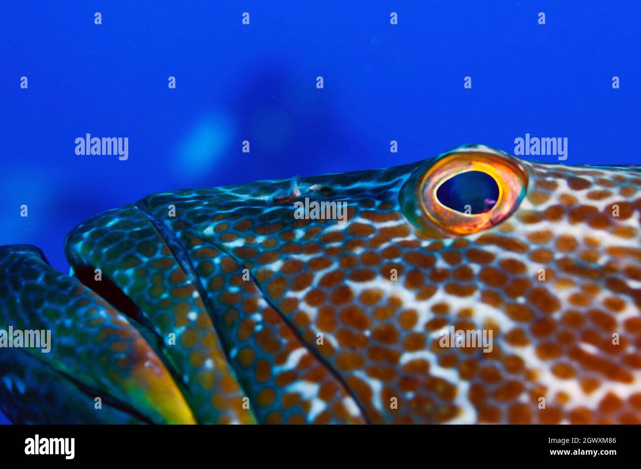 Grouper eye hi-res stock photography and images - Alamy