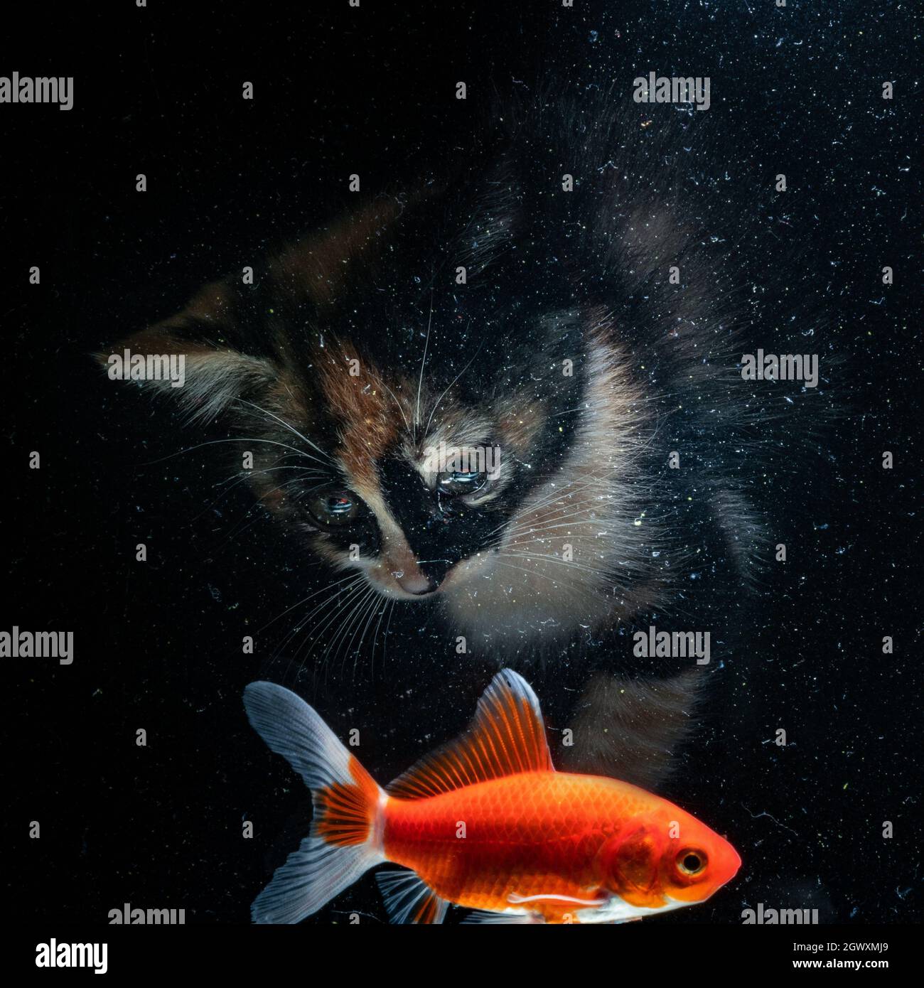 Black cat fish hi-res stock photography and images - Alamy