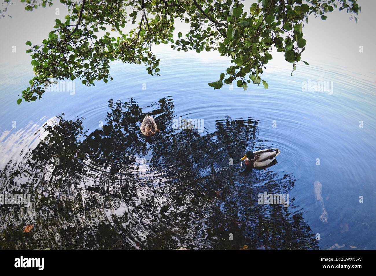 People ducking hi-res stock photography and images - Alamy