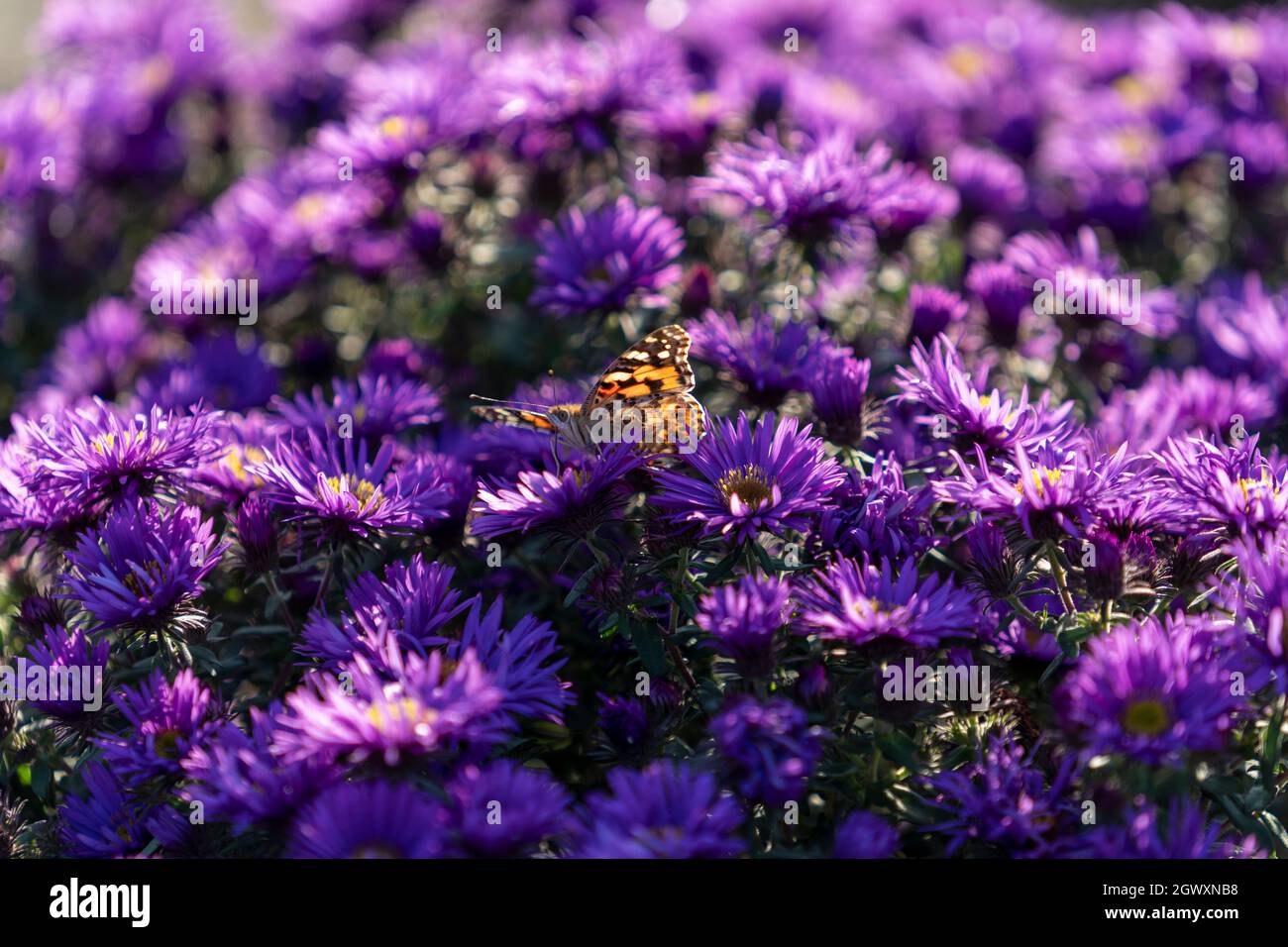 Flowers of aster Verginskaya close-up with a butterfly Stock Photo - Alamy