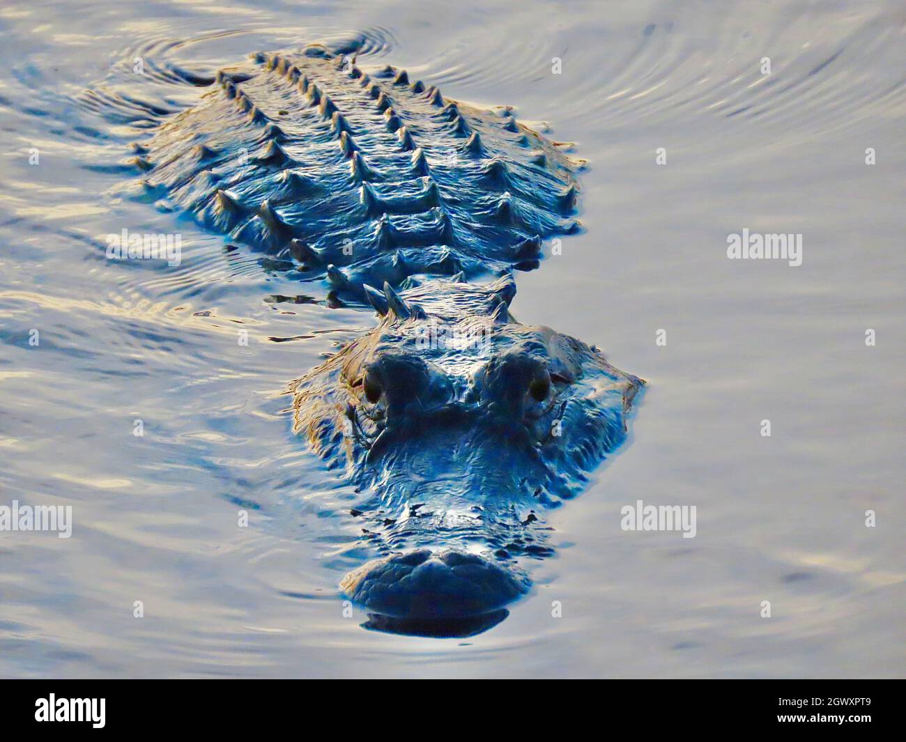 Alligator body underwater hi-res stock photography and images - Alamy