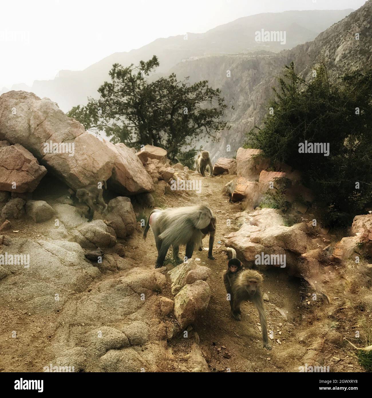 Ash shafa saudi arabia hi-res stock photography and images - Alamy