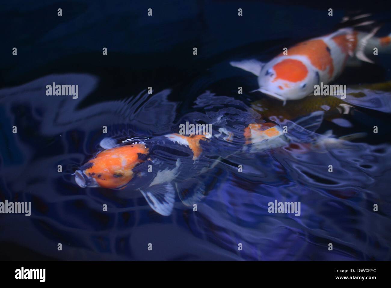 Koi fish wallpaper hi-res stock photography and images - Alamy