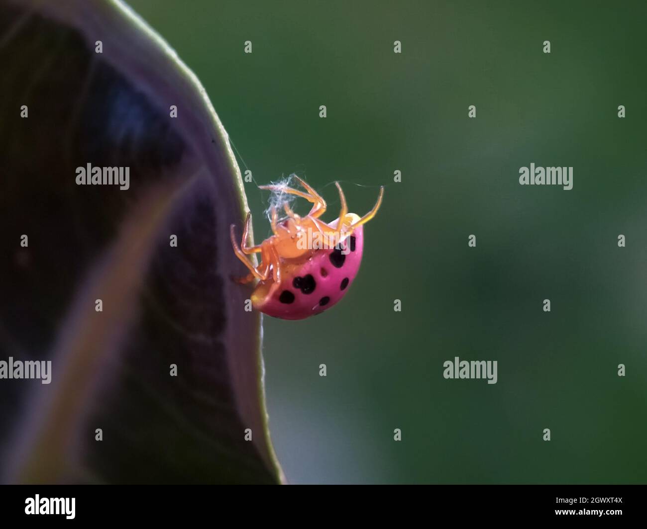 Ladybird jumping spider hi-res stock photography and images - Alamy