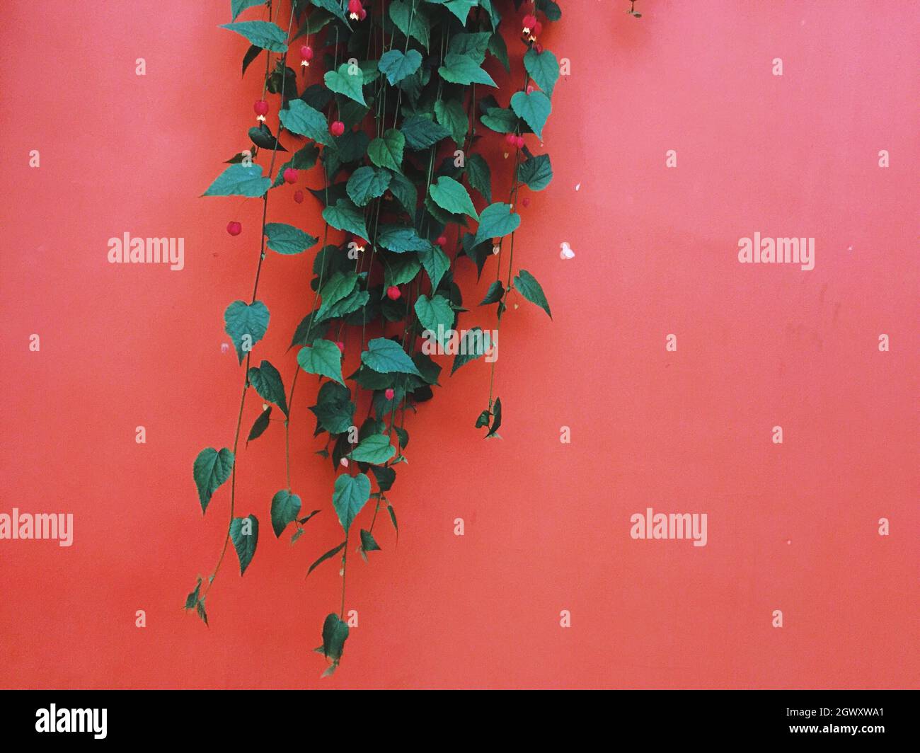 Ivy plant crawling plant hi-res stock photography and images - Alamy