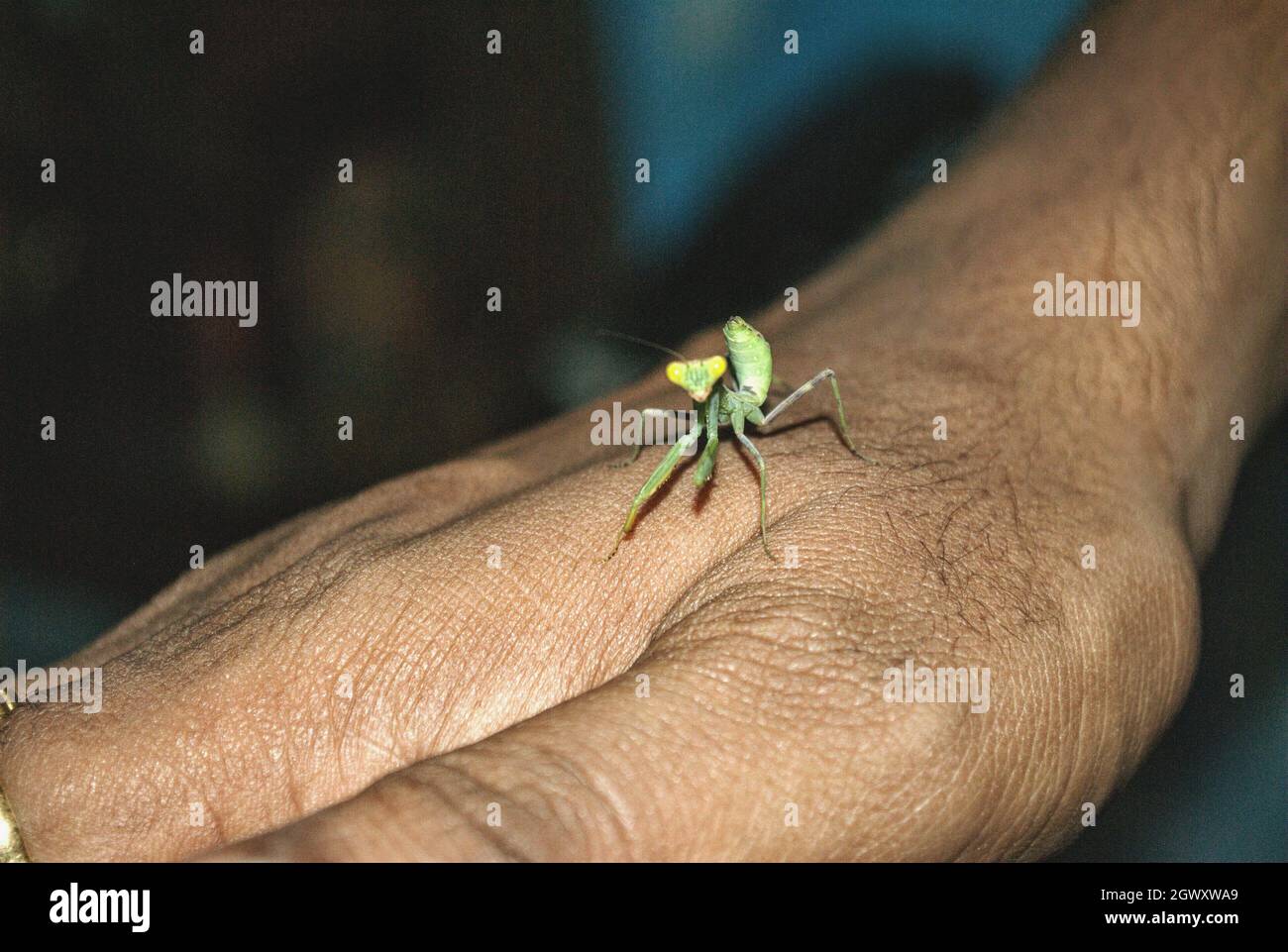 Mantis on human hand hi-res stock photography and images - Alamy