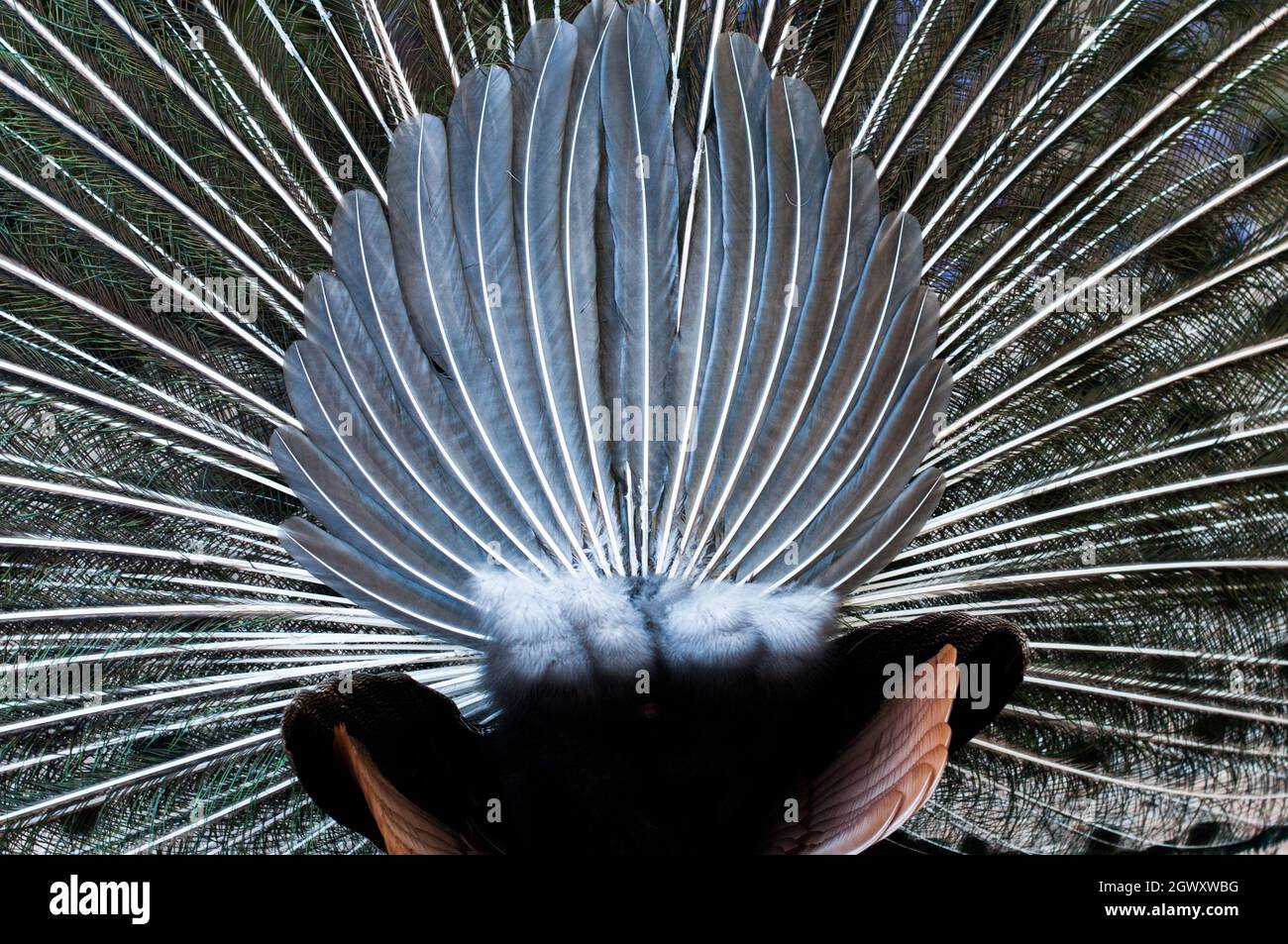 Back of bird hi-res stock photography and images - Alamy