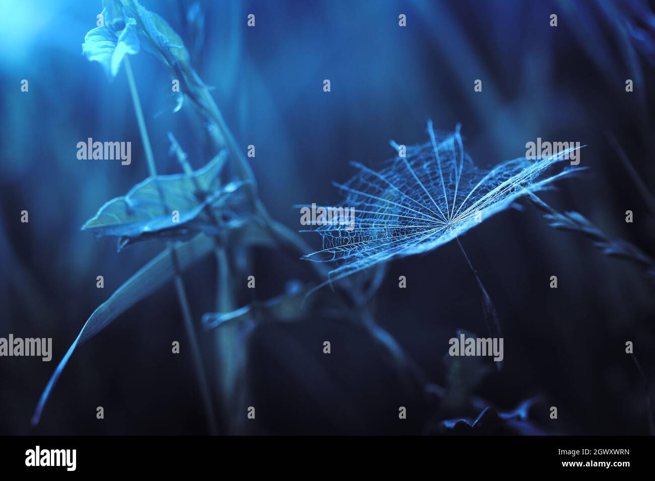 Blue spider web hi-res stock photography and images - Alamy