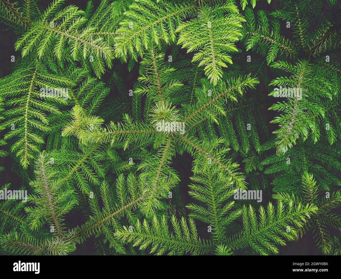 Norfolk island tree ferns hi-res stock photography and images - Alamy
