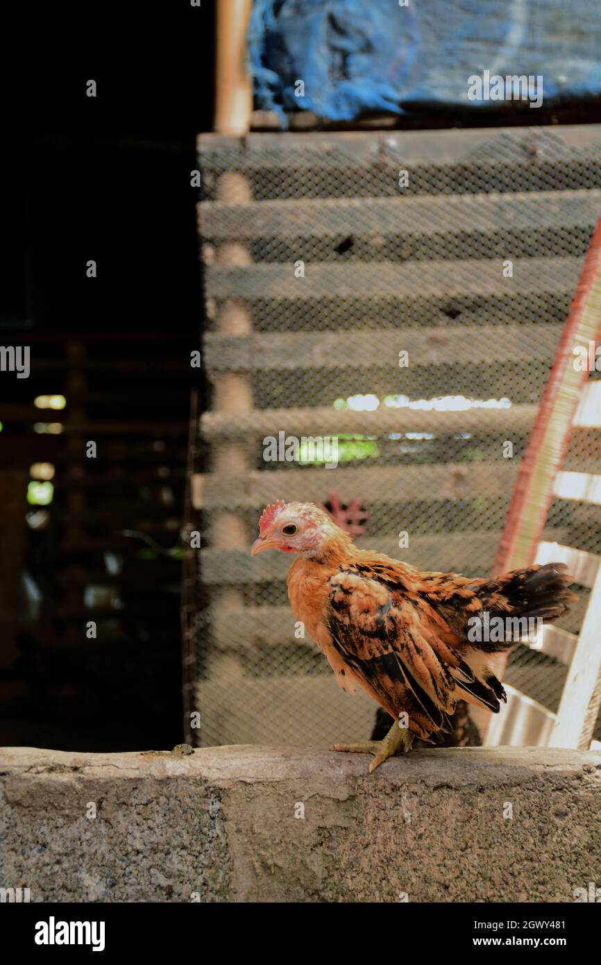 Dwarf chicken hi-res stock photography and images - Alamy
