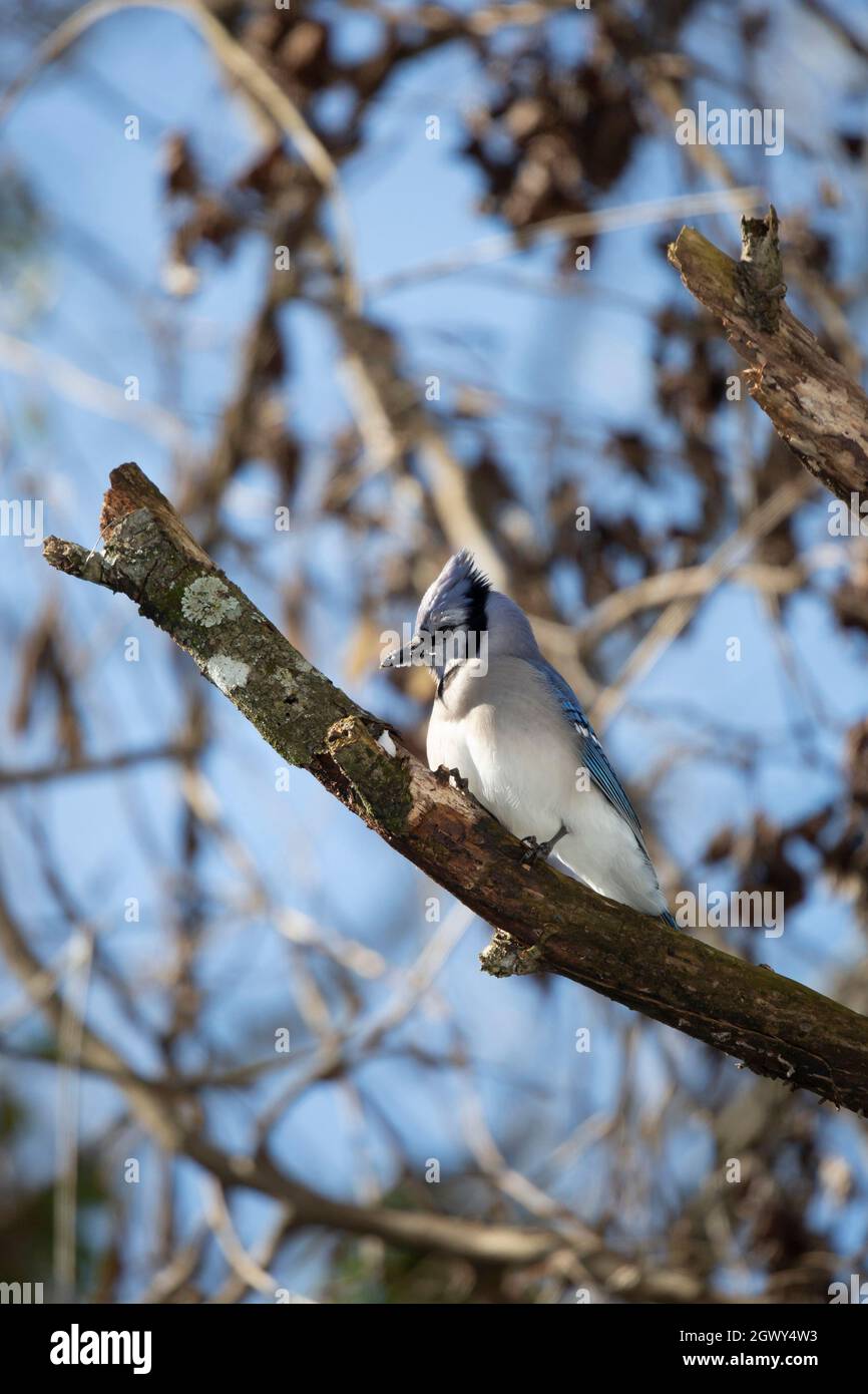 Curious and territorial blue jay (Cyanocitta cristata), with its crest ...