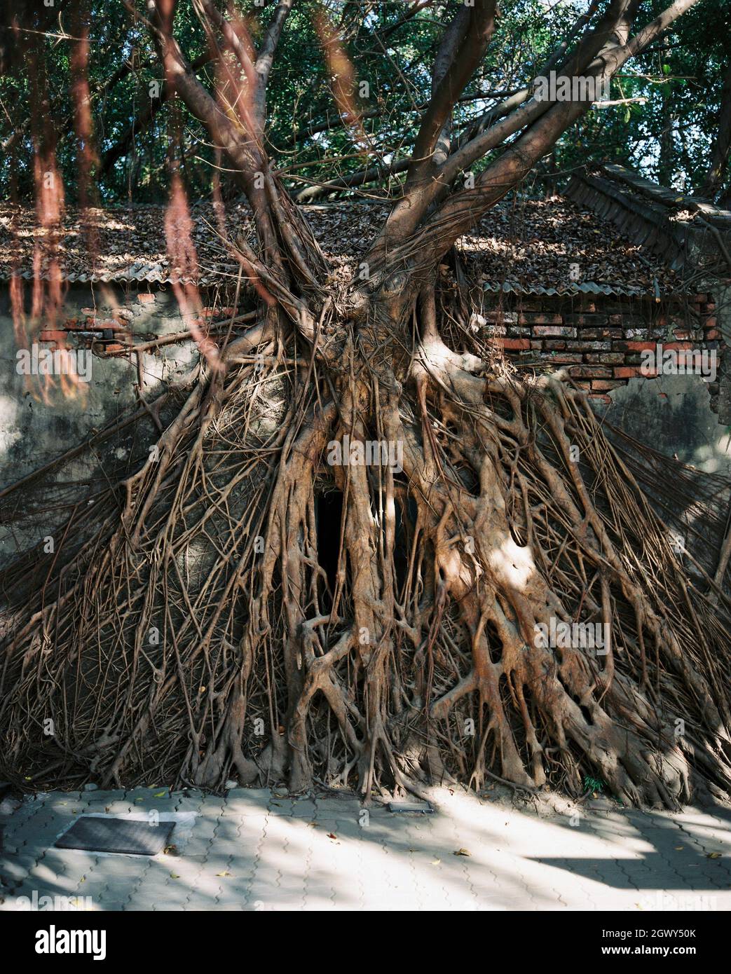 Close-up Of Banyan Tree Growth Stock Photo - Alamy