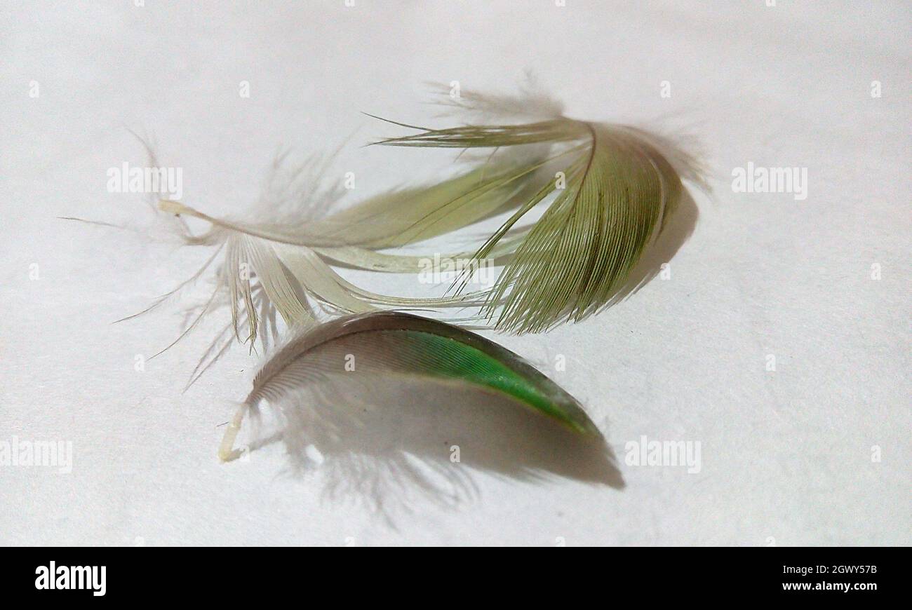 Pinion feather hi-res stock photography and images - Alamy