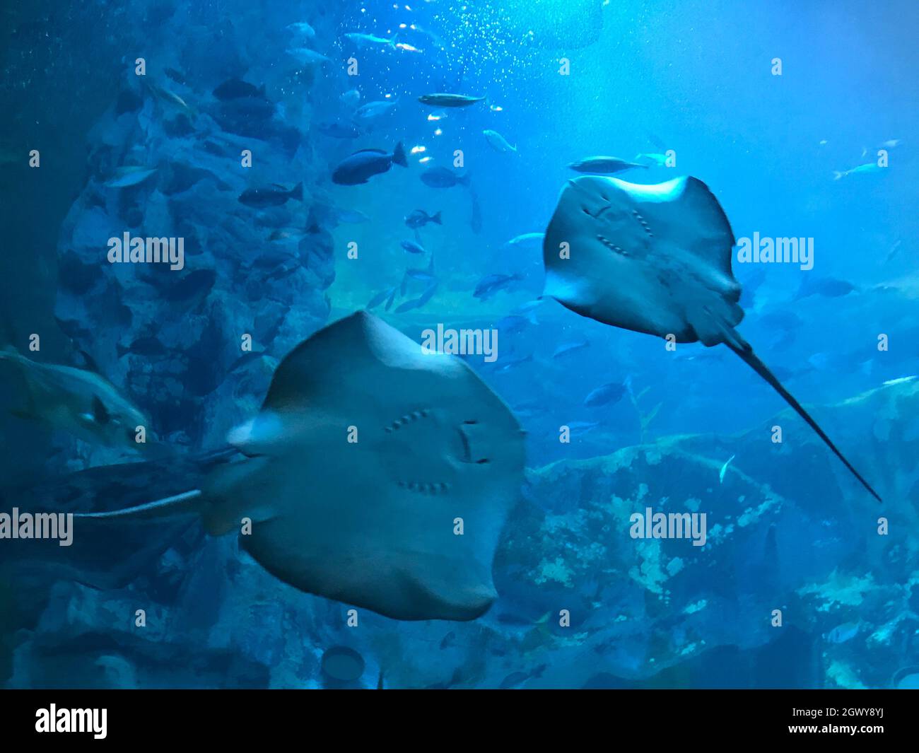 Blue Skate Fish High Resolution Stock Photography and Images - Alamy