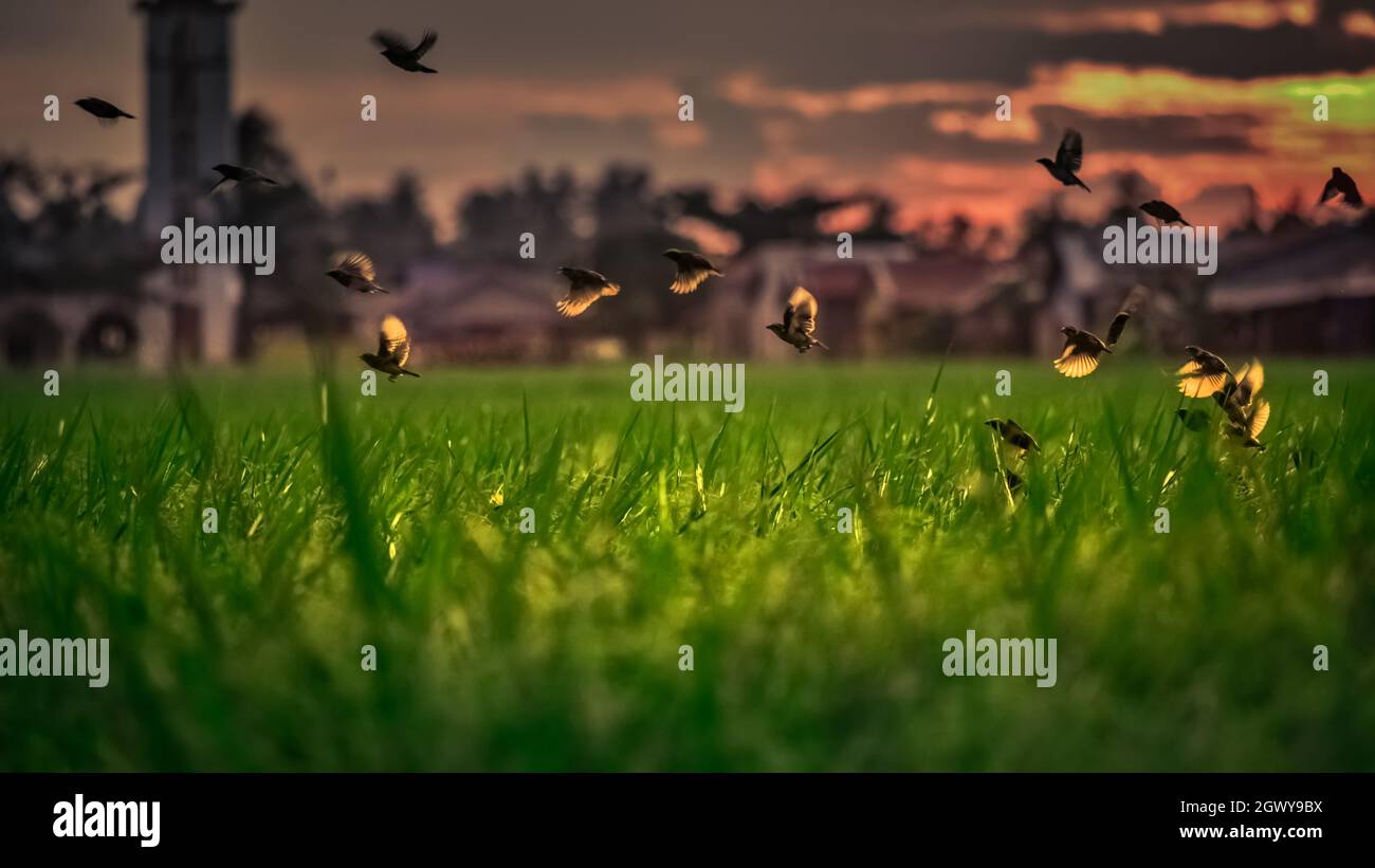 Asian migration bird hi-res stock photography and images - Alamy