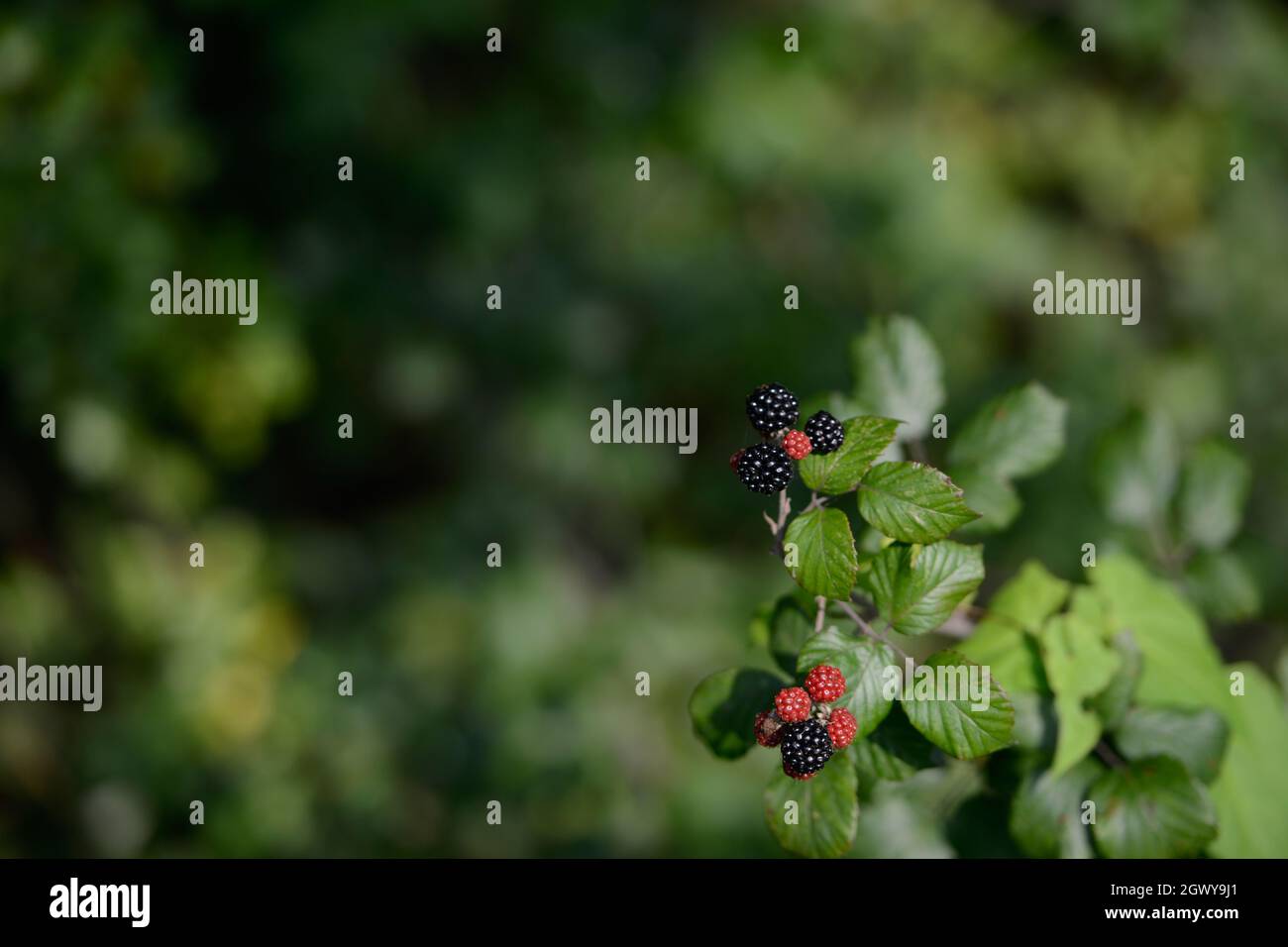 Boysenberry hi-res stock photography and images - Alamy