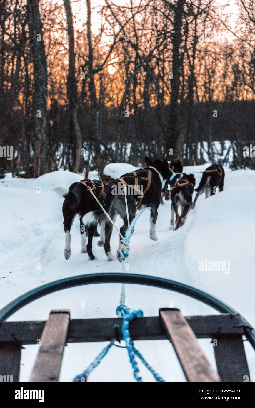 Tromso norway dog sled hi-res stock photography and images - Alamy