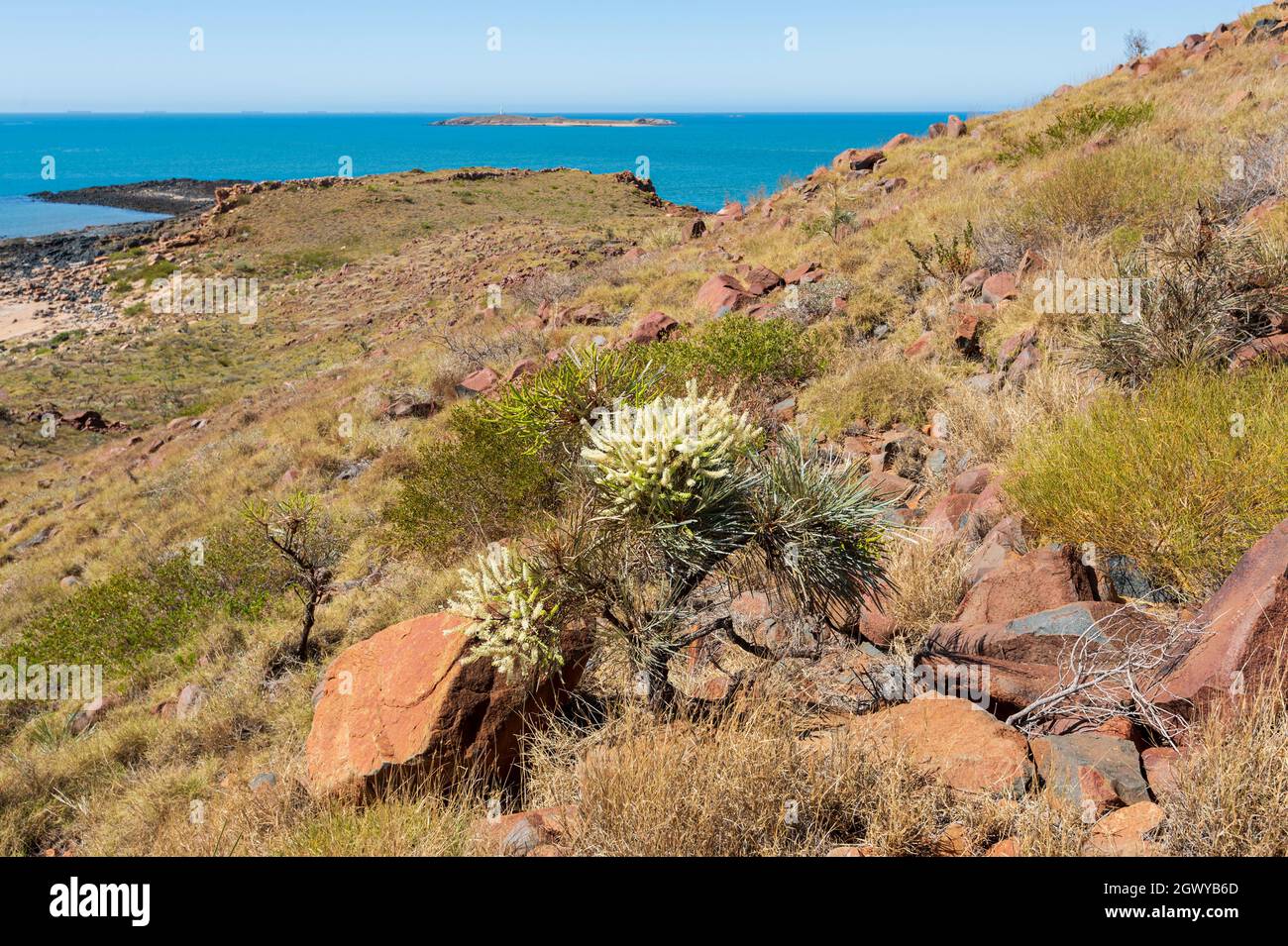 Coastal vegetation in bloom at springtime, Cossack, Pilbara, Western ...