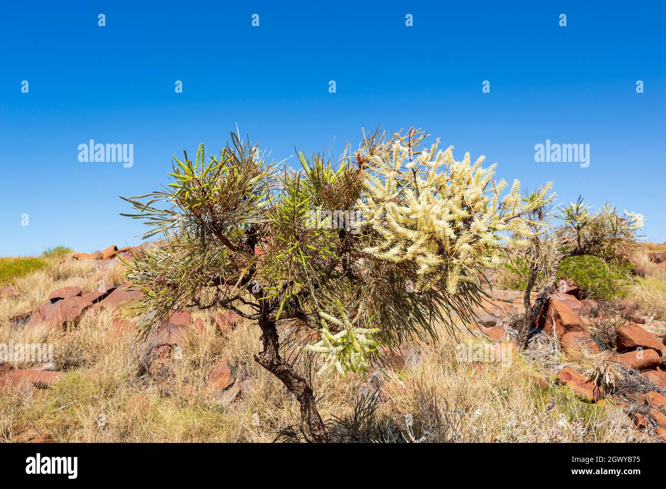 Coastal vegetation in bloom at springtime, Cossack, Pilbara, Western ...