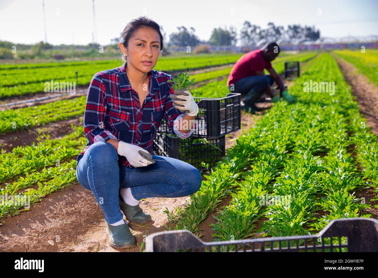 Experienced female worker gardening hi-res stock photography and images ...