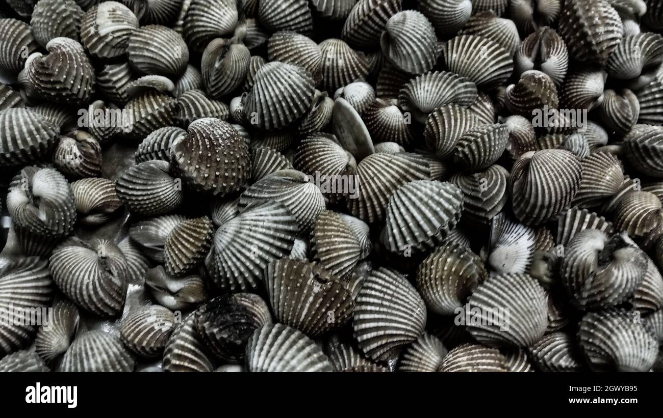 Blood clams hi-res stock photography and images - Alamy