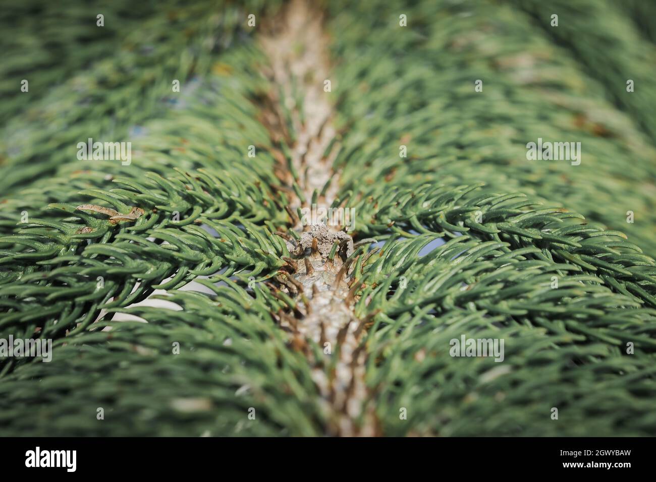 Norfolk island tree ferns hi-res stock photography and images - Alamy
