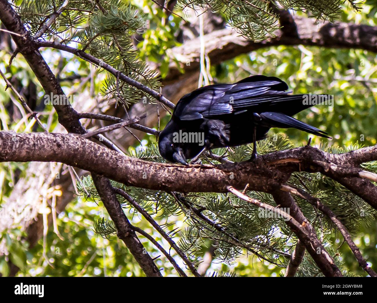 A crow puts its head down on a branch in a tree Stock Photo - Alamy