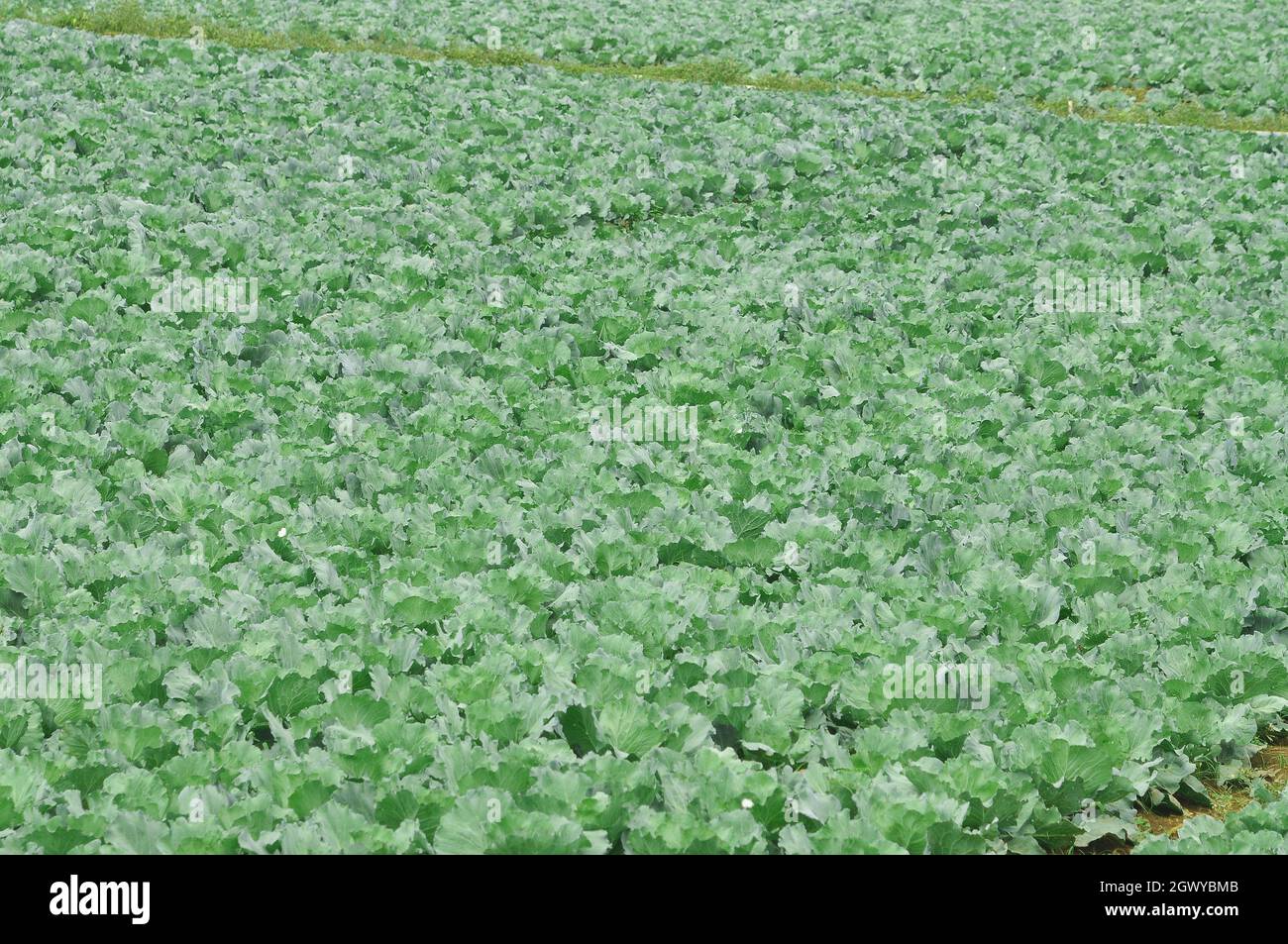 Cabbage Plantation landscape Stock Photo - Alamy