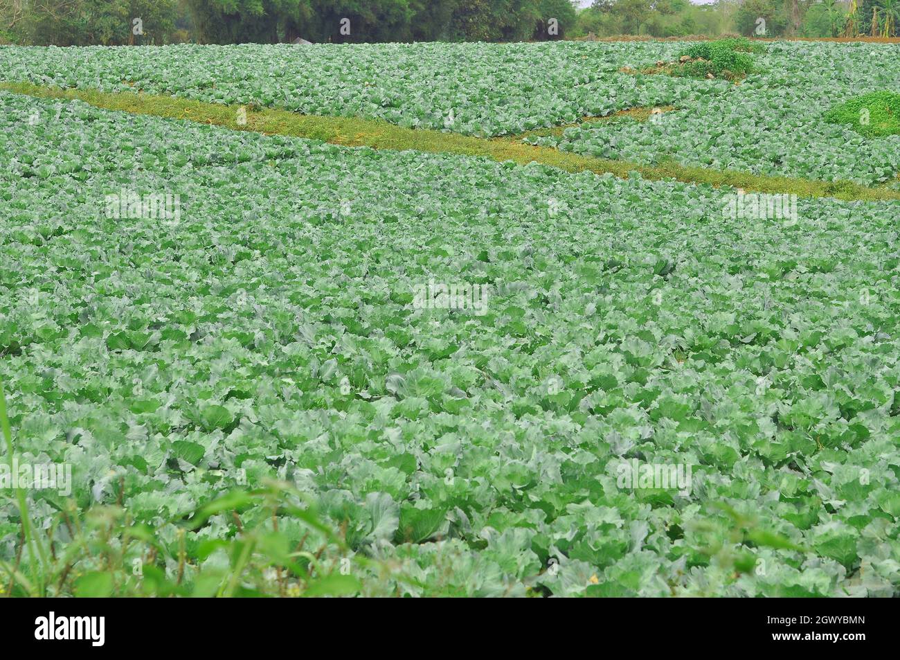 Cabbage Plantation landscape Stock Photo - Alamy