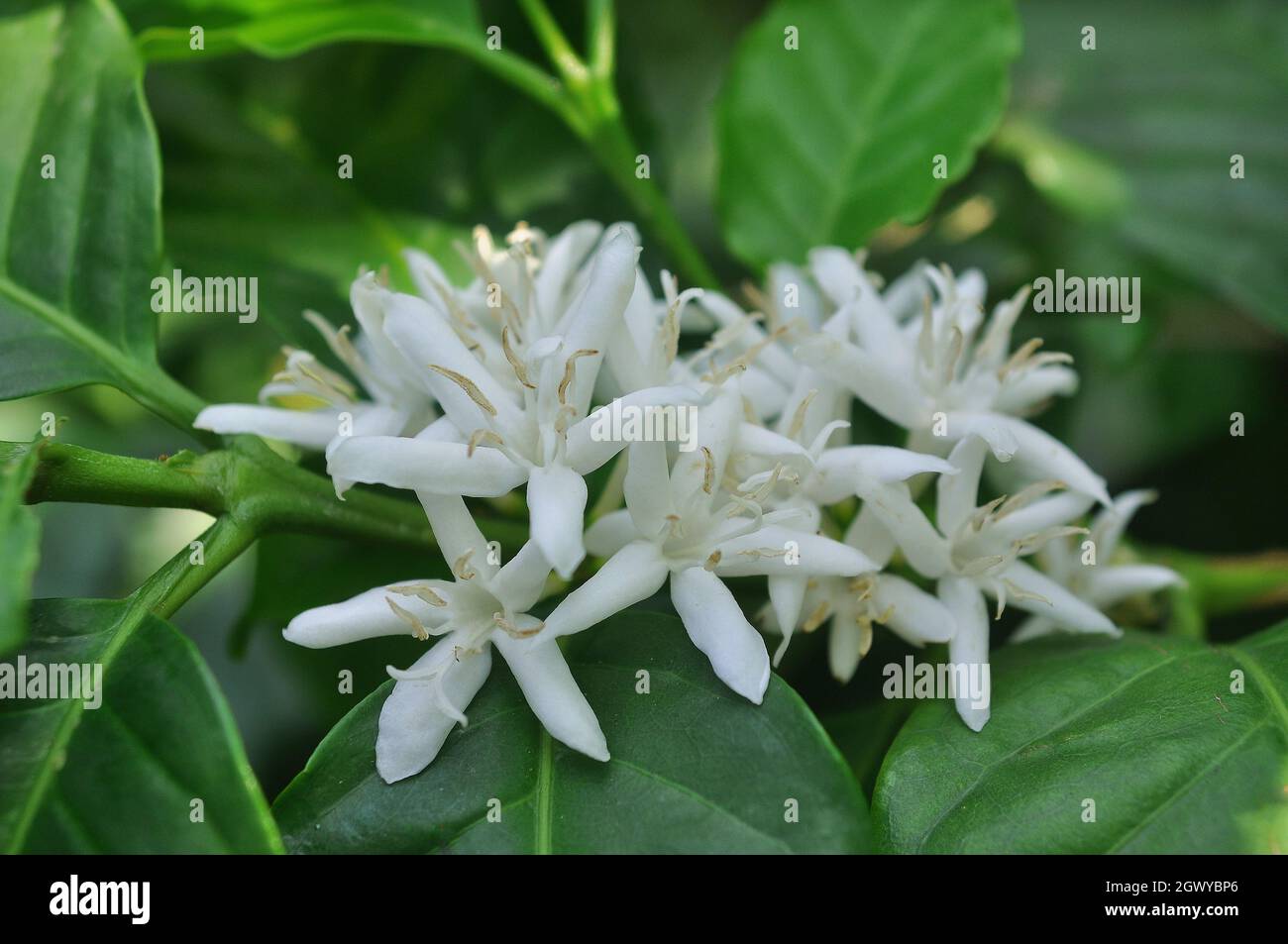 coffee flowers in the garden Stock Photo - Alamy
