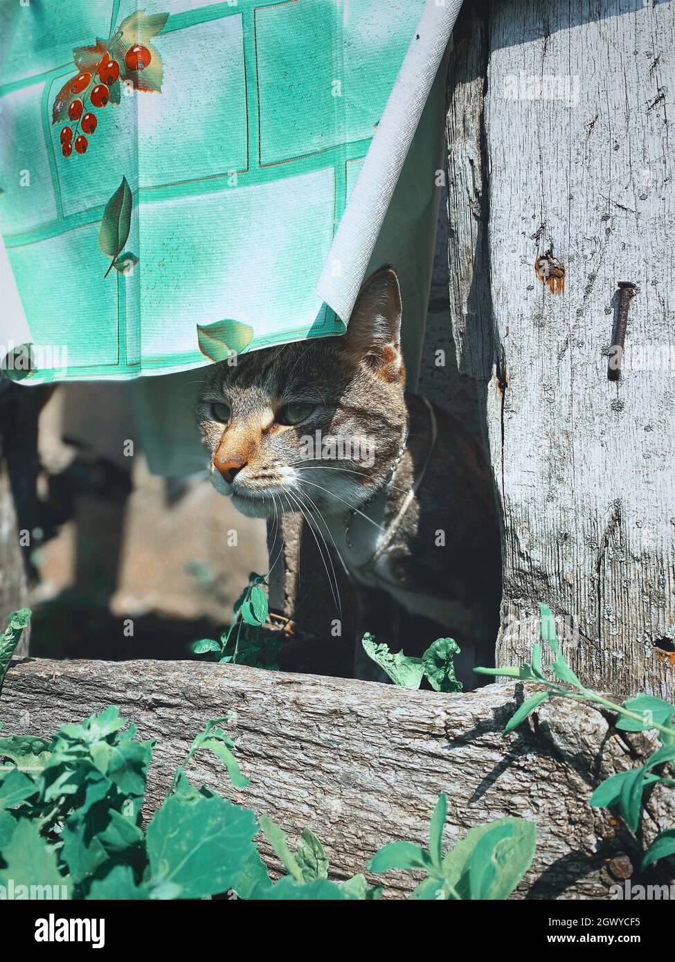 Alpha cat hi-res stock photography and images - Alamy