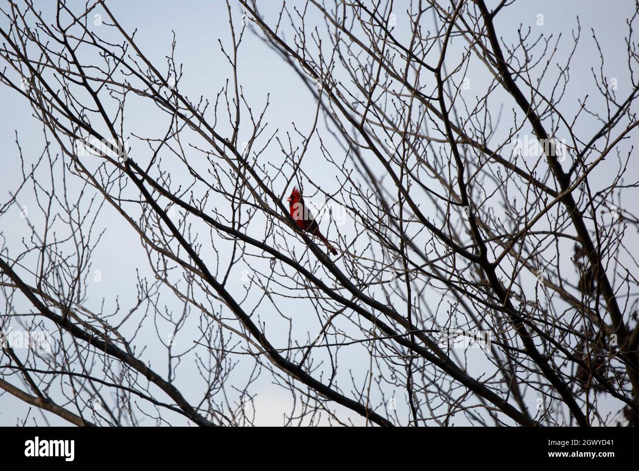 Male northern cardinal (Cardinalis cardinalis) singing from a perch in ...