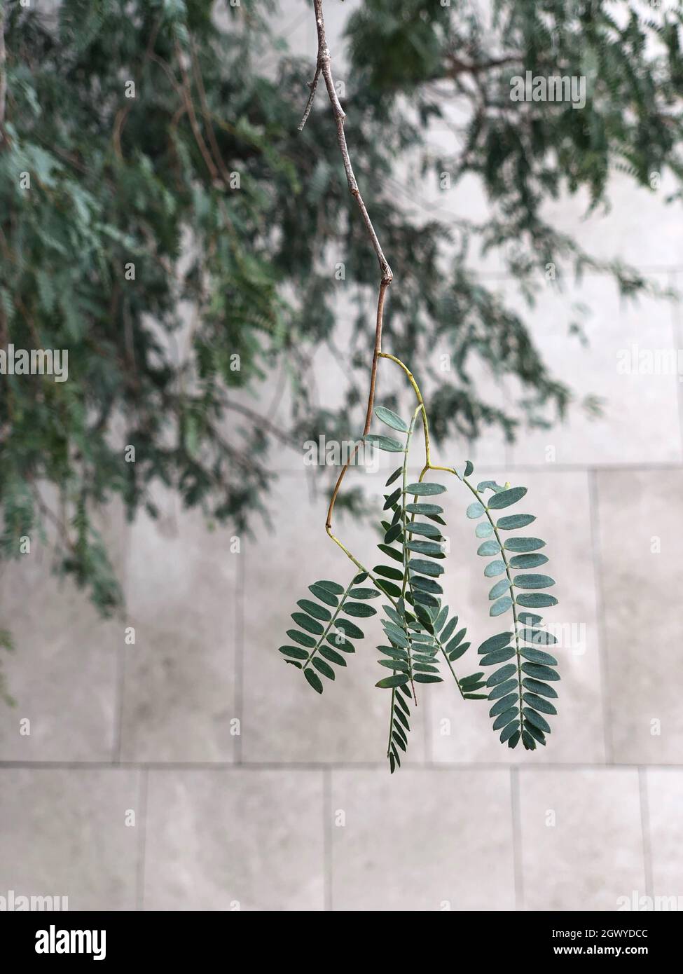 Ghaf tree leaves hi-res stock photography and images - Alamy