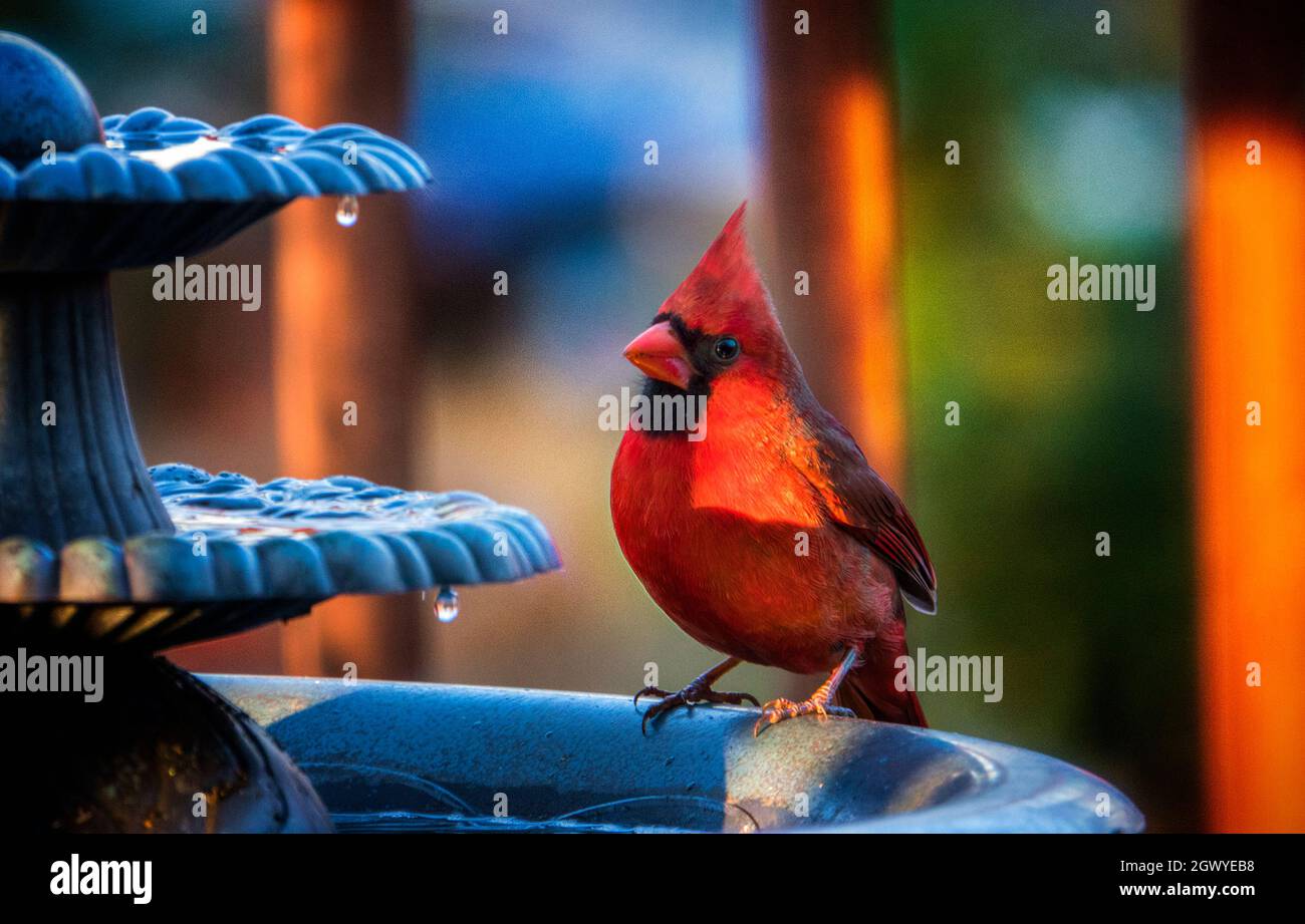 Red cardinal bird in birdbath hi-res stock photography and images - Alamy