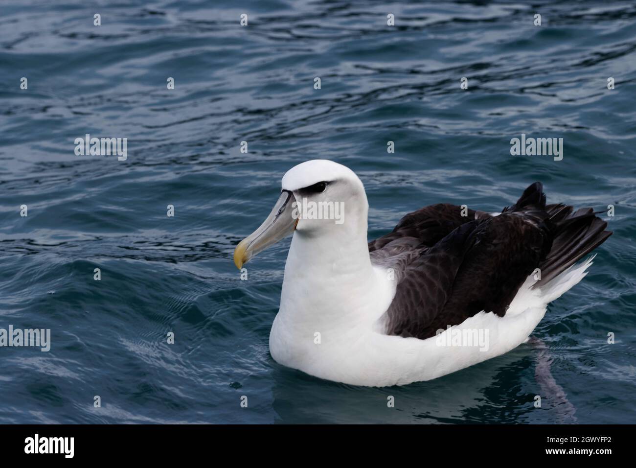 Mollyhawk hi-res stock photography and images - Alamy
