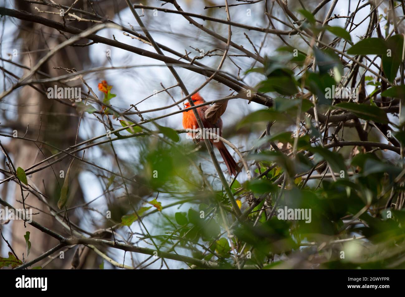 Male northern cardinal (Cardinalis cardinalis) looking out from its ...