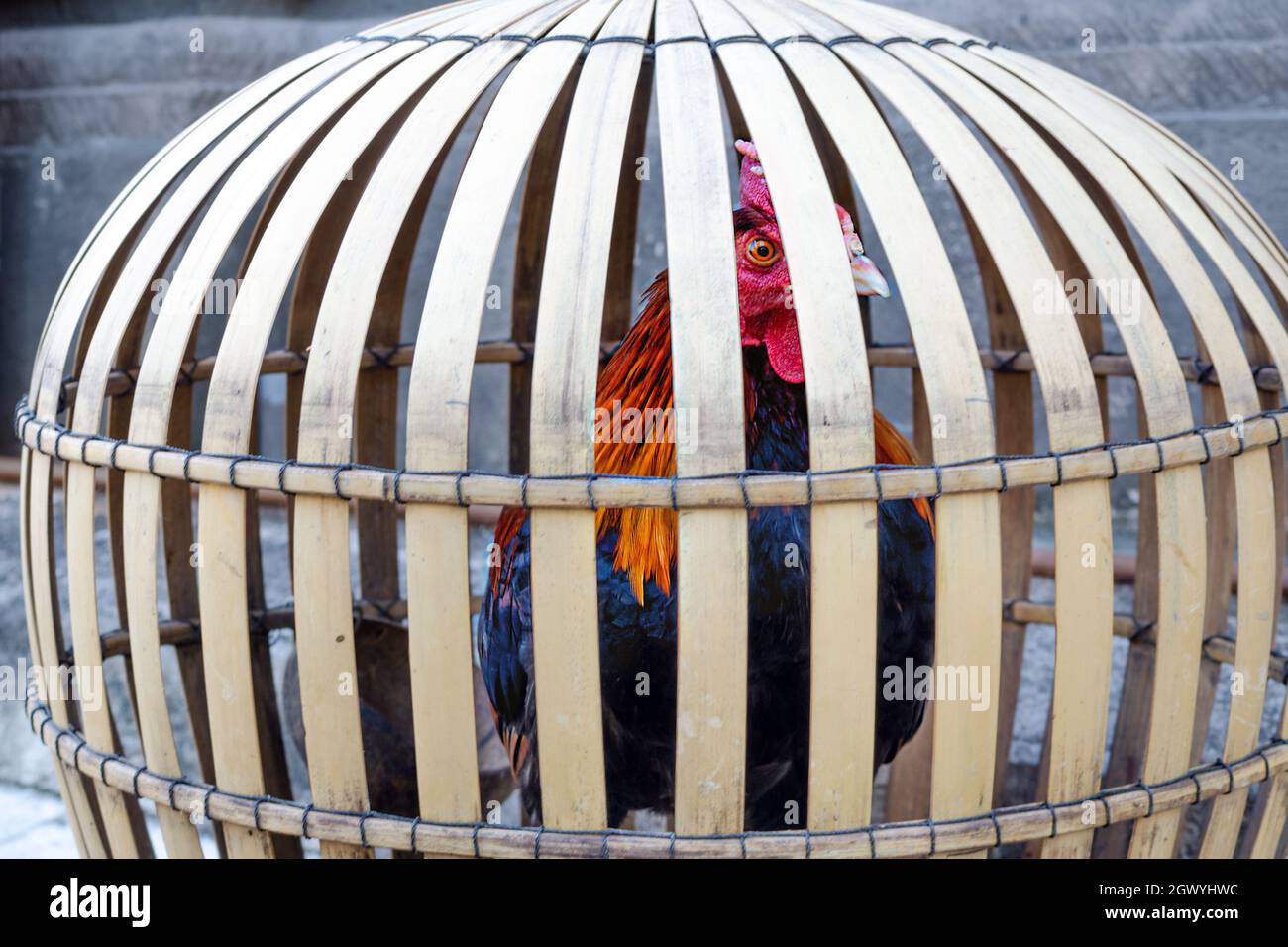 The bamboo prison hi-res stock photography and images - Alamy