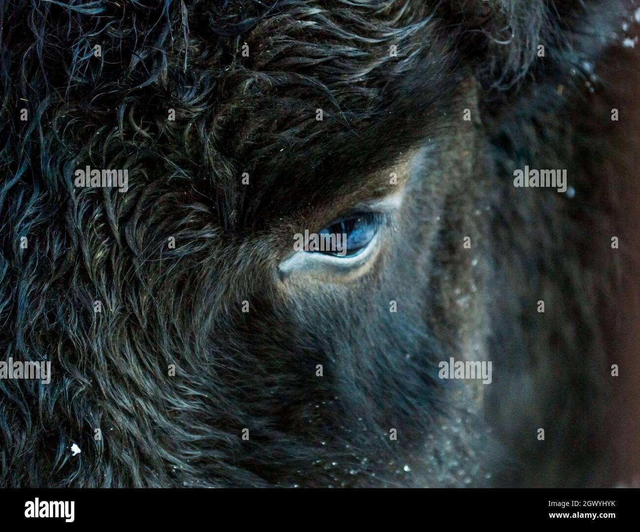 Buffalo eye to eye hi-res stock photography and images - Alamy