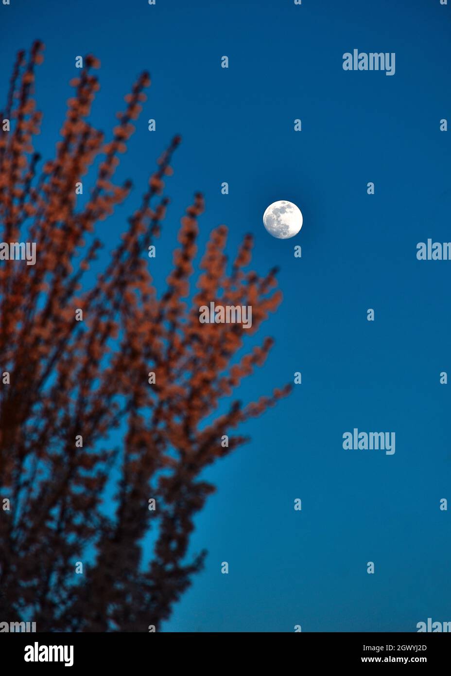 The Sunset Lights Up A Tree While The Moon Shines Stock Photo - Alamy